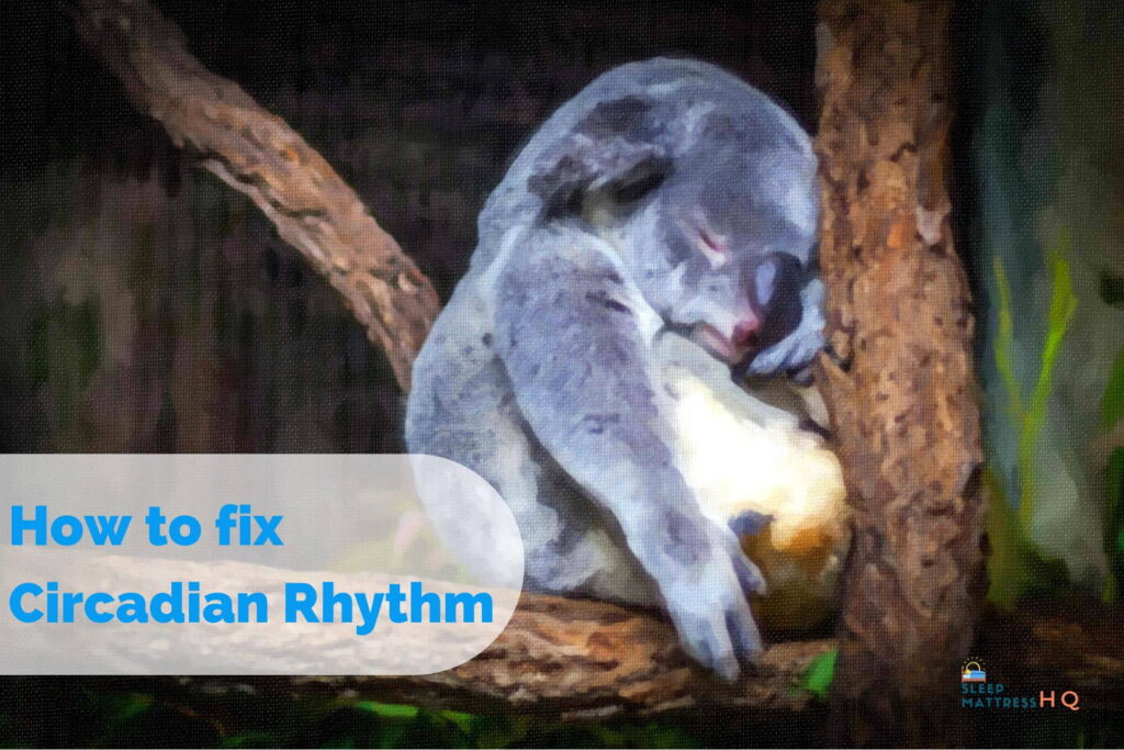 How To Fix Your Circadian Rhythm 2025 Study
